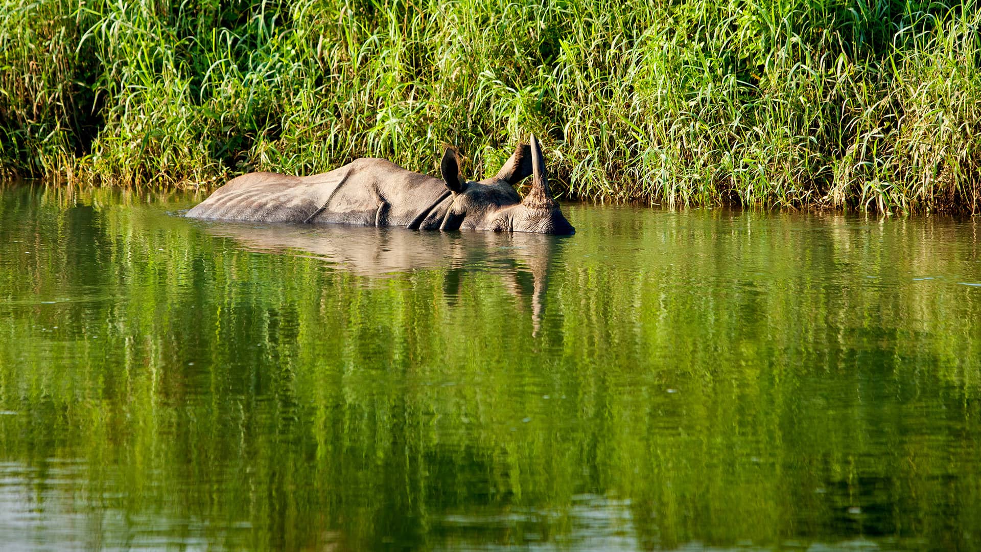 Temple Tiger Green Jungle Resort, Chitwan National Park, Nepal ⋆ Hotel ...